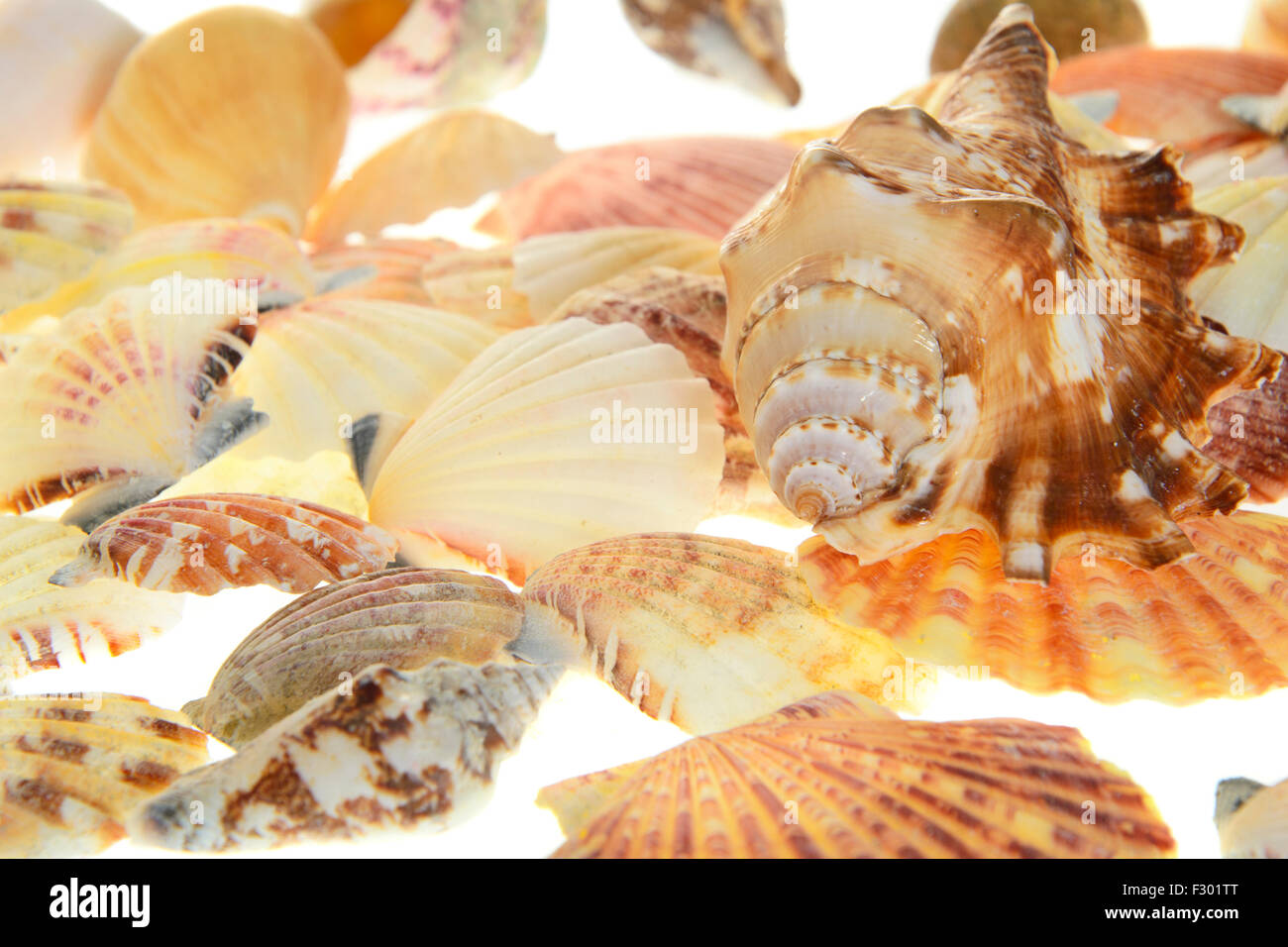 Set of seashells. Isolated Stock Photo - Alamy