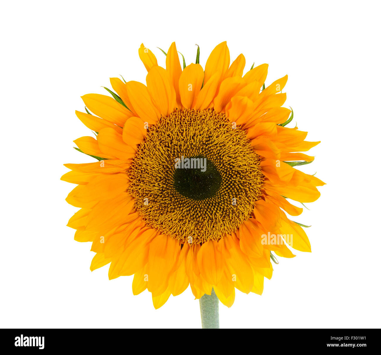 Sunflower. Isolated on White Background Stock Photo - Alamy