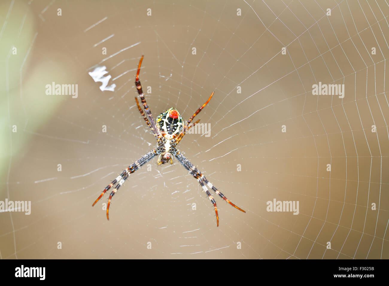 Spider webs hi-res stock photography and images - Alamy
