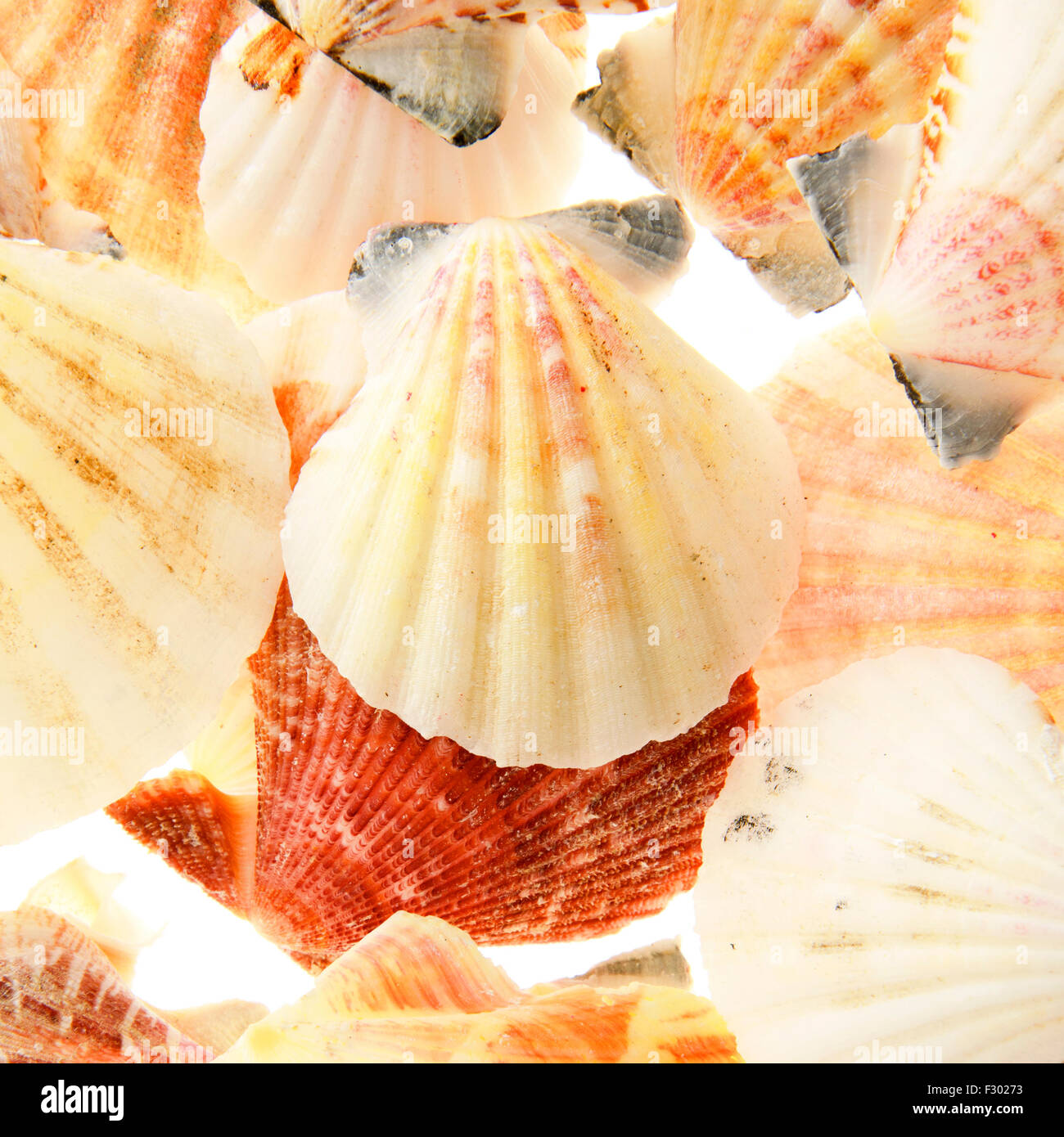 Set of seashells. Isolated Stock Photo - Alamy