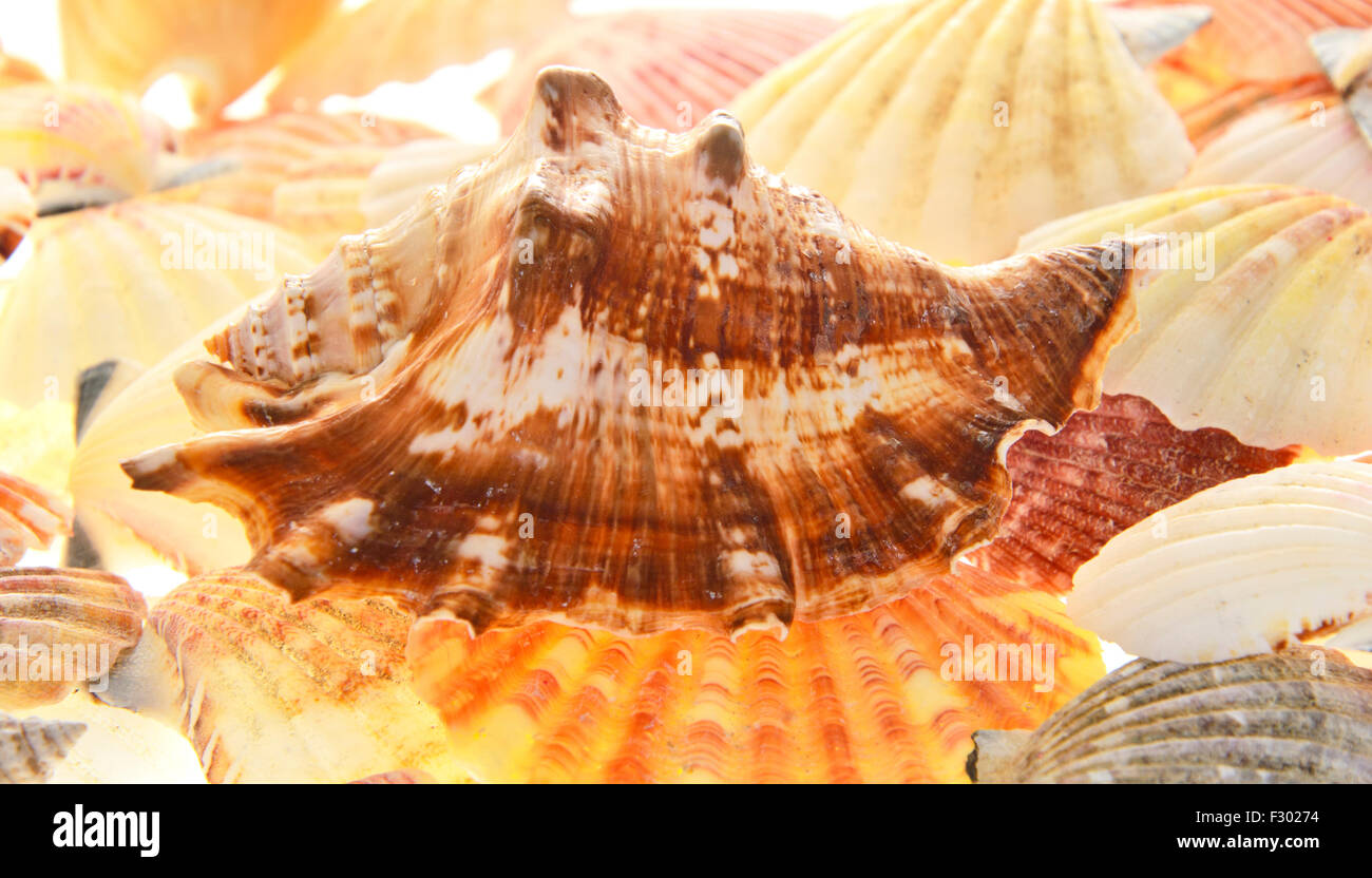 Set of seashells. Isolated Stock Photo - Alamy