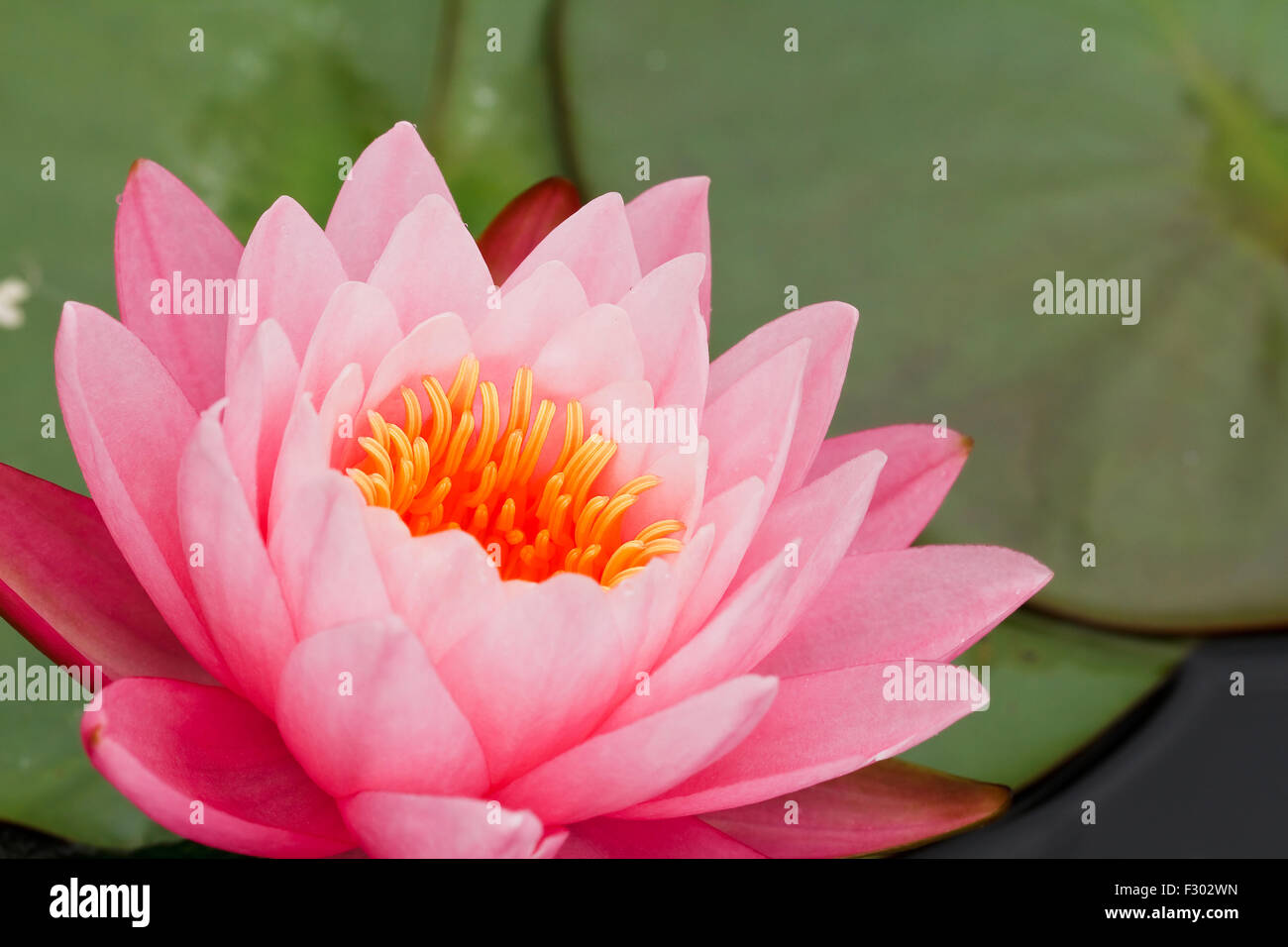 Pink Water Lily Stock Photo - Alamy
