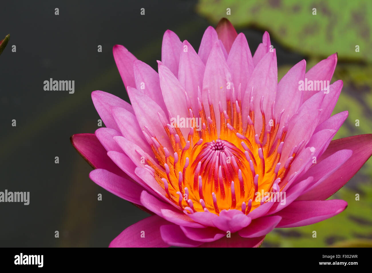 Pink Water Lily Stock Photo - Alamy