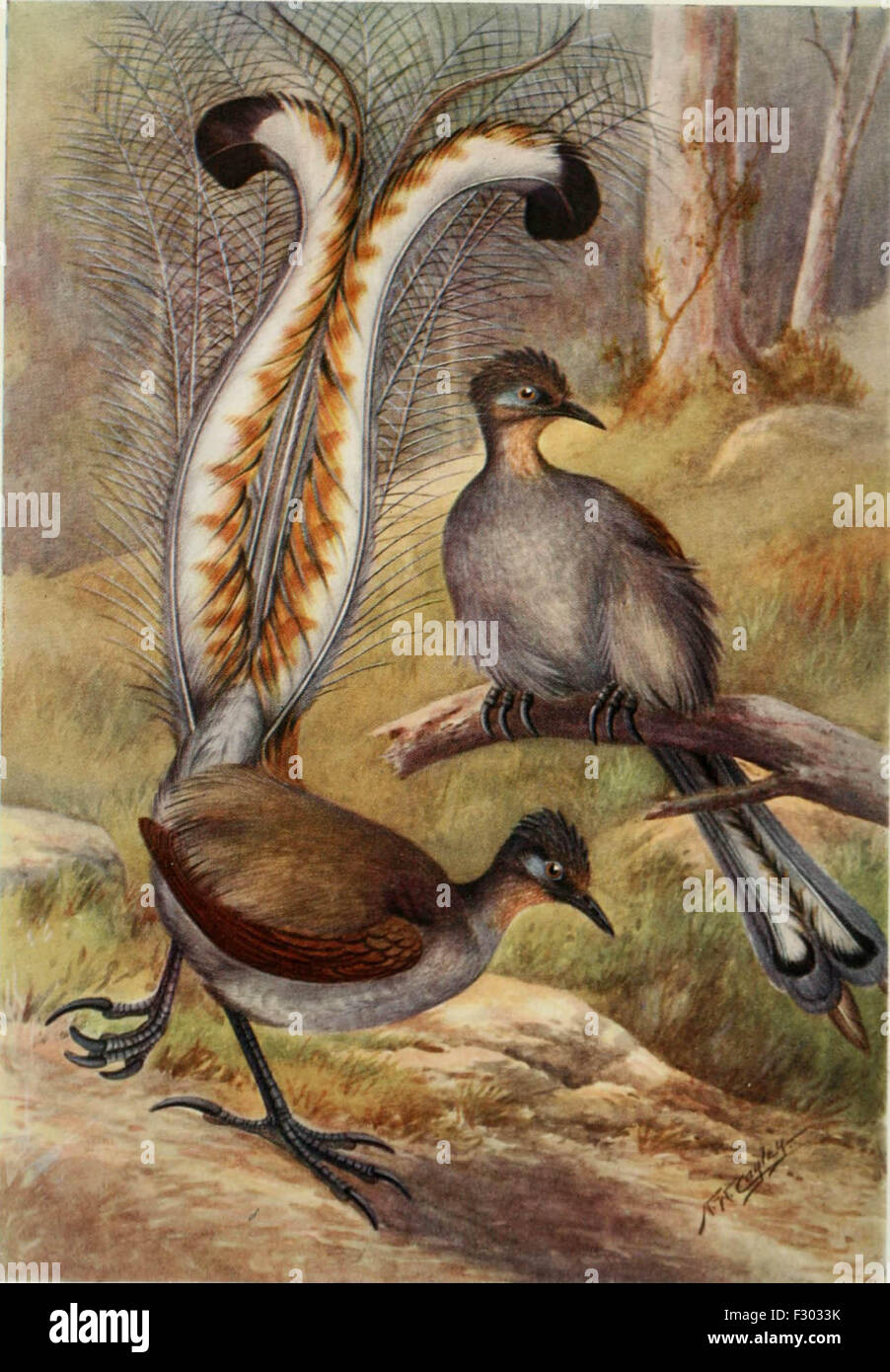 Emu beaks hi-res stock photography and images - Alamy