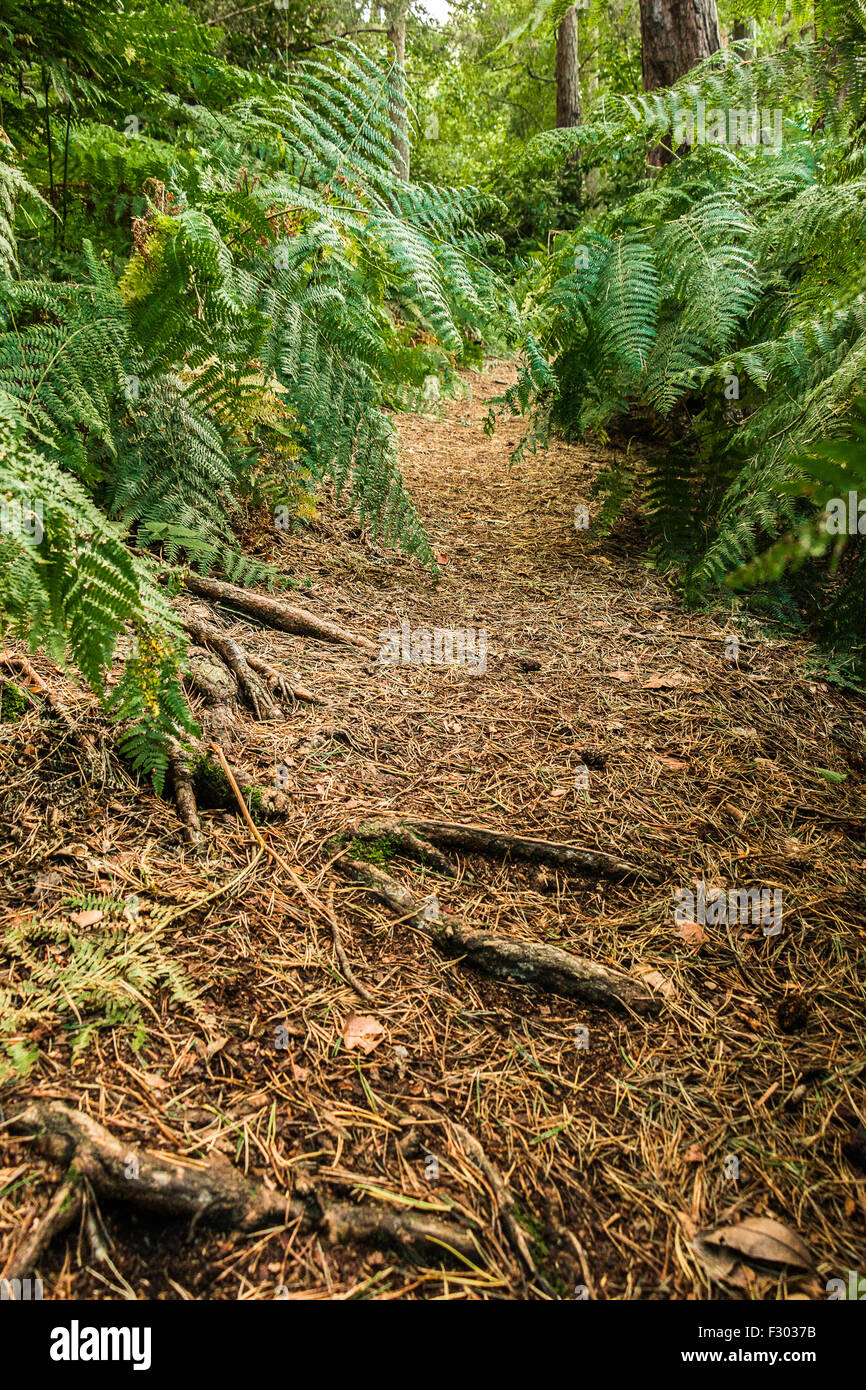 Walking amongst nature at Coombe Gardens in Croydon, Surrey UK Stock ...