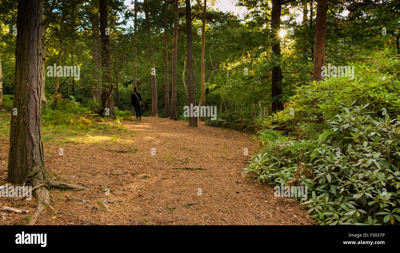 A walk in the woods at Coombe Gardens park in Croydon, Surrey Stock ...