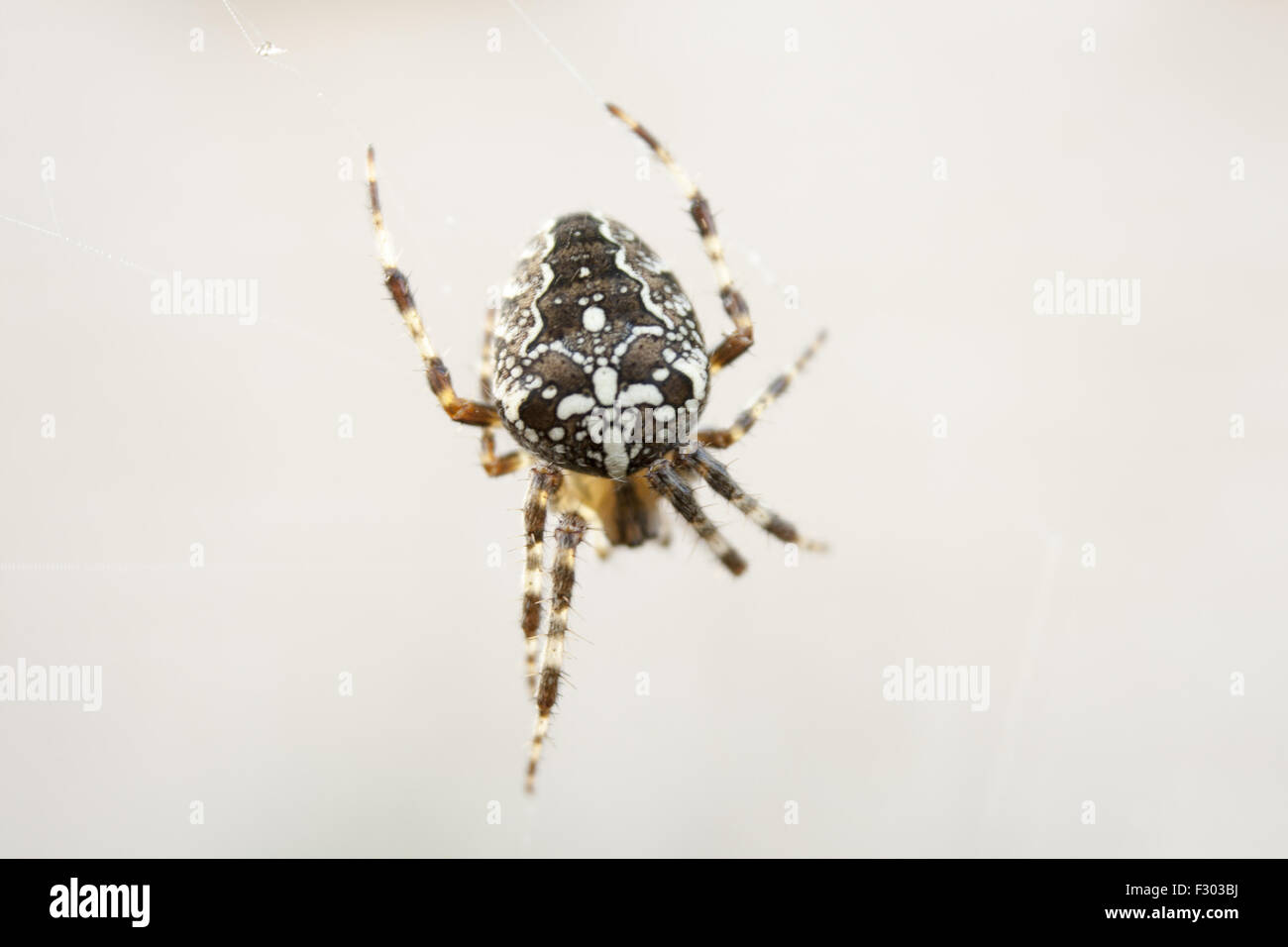 Spider net drawing hi-res stock photography and images - Alamy