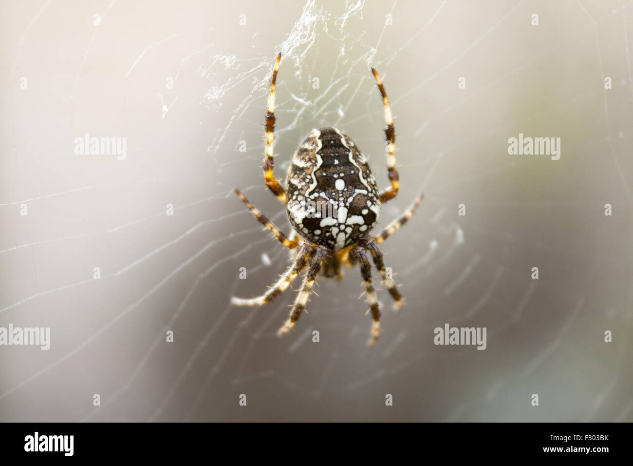 fat spider for Halloween with beautiful drawing Stock Photo - Alamy