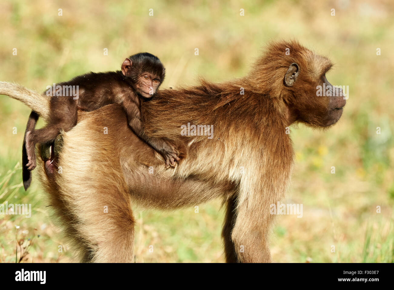 Baby baboon on her mother hi-res stock photography and images - Alamy