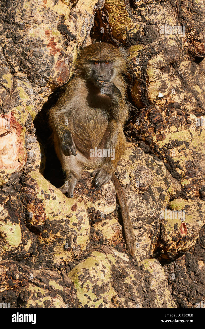 Young olive baboon sitting in a hole in the bark of a tree while eating ...