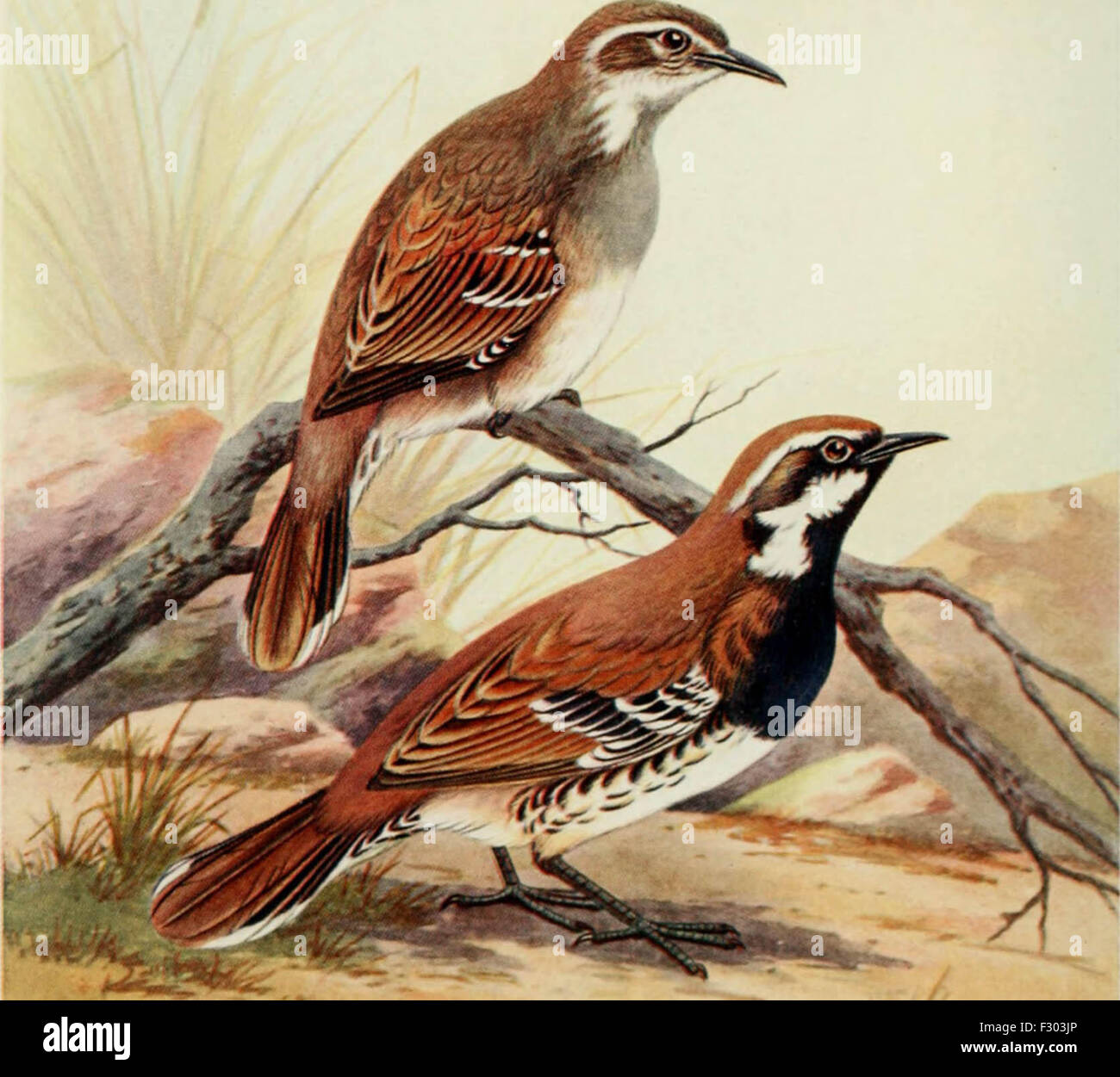 Old emu hi-res stock photography and images - Alamy