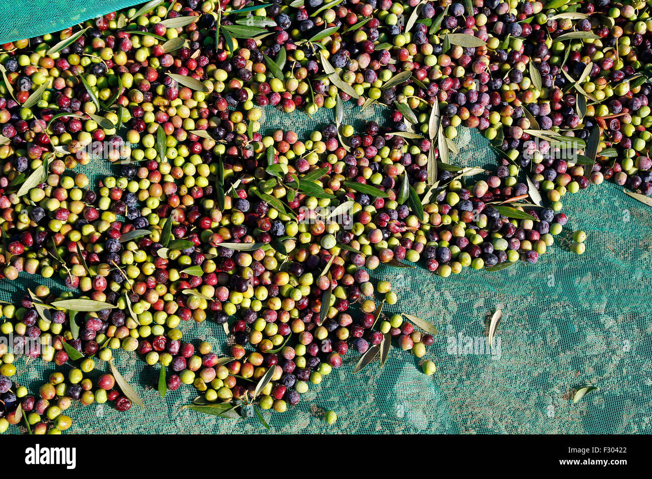 Olive harvest hi-res stock photography and images - Alamy