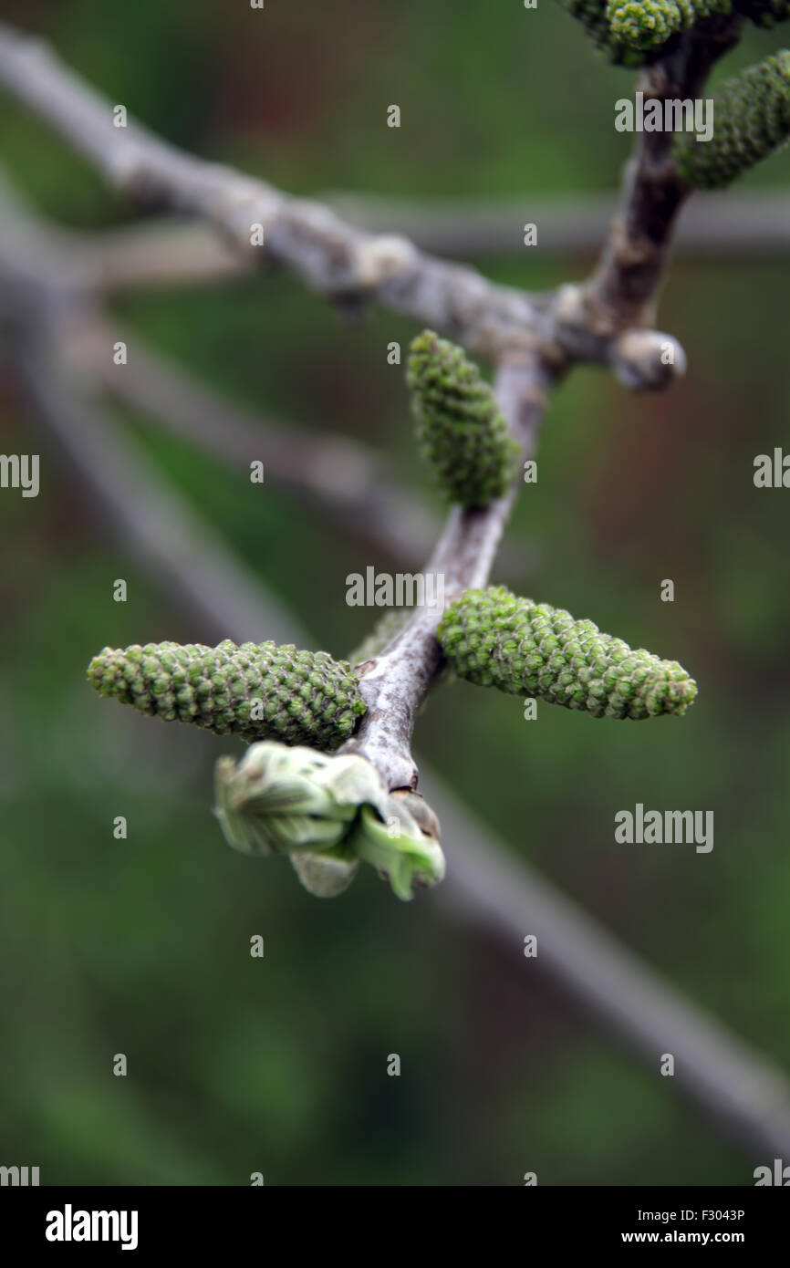 Close up photo of Walnut Tree Buds and Branches in the Spring. Dull ...