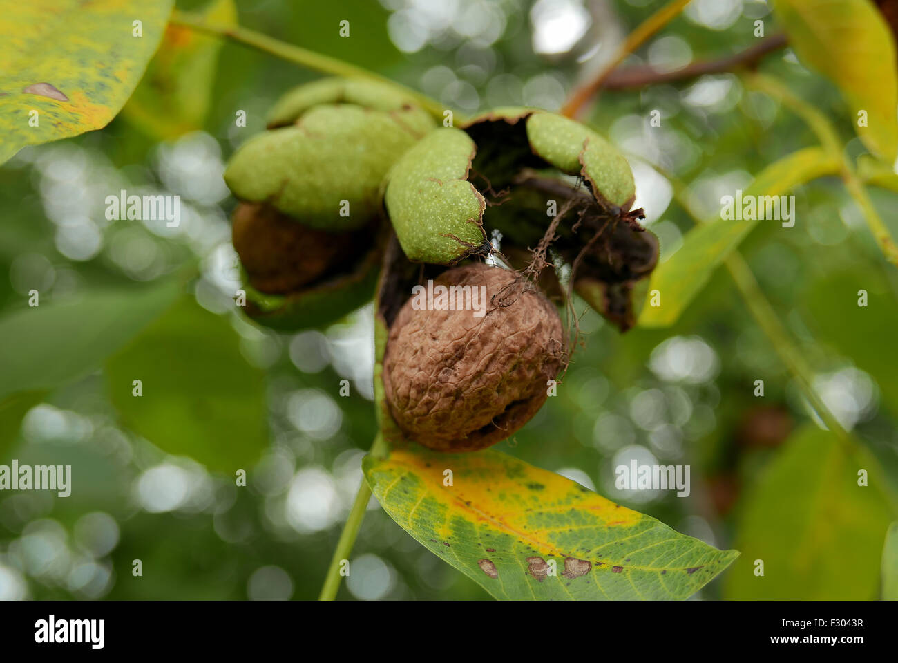 Walnut Tree Fruits in Early Autumn Stock Photo - Alamy