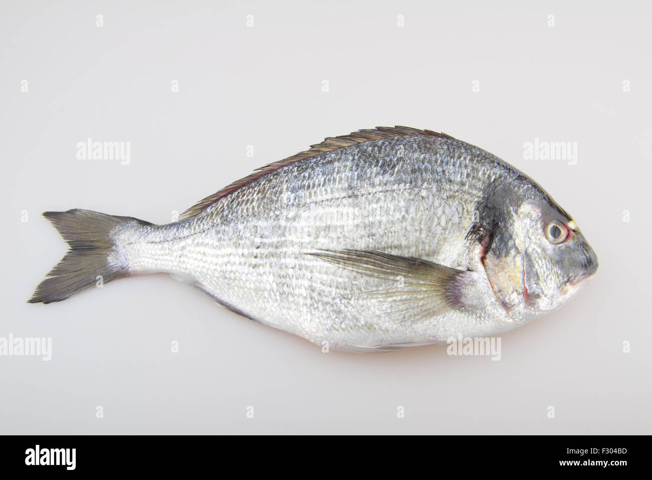 Seabream raw fish Stock Photo - Alamy