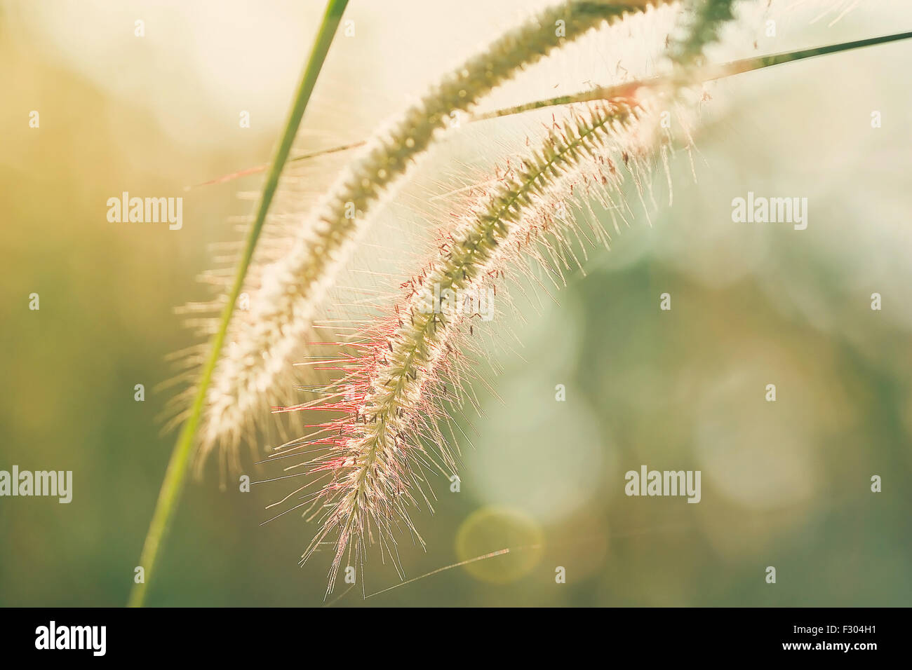soft grass flower in nature Stock Photo - Alamy
