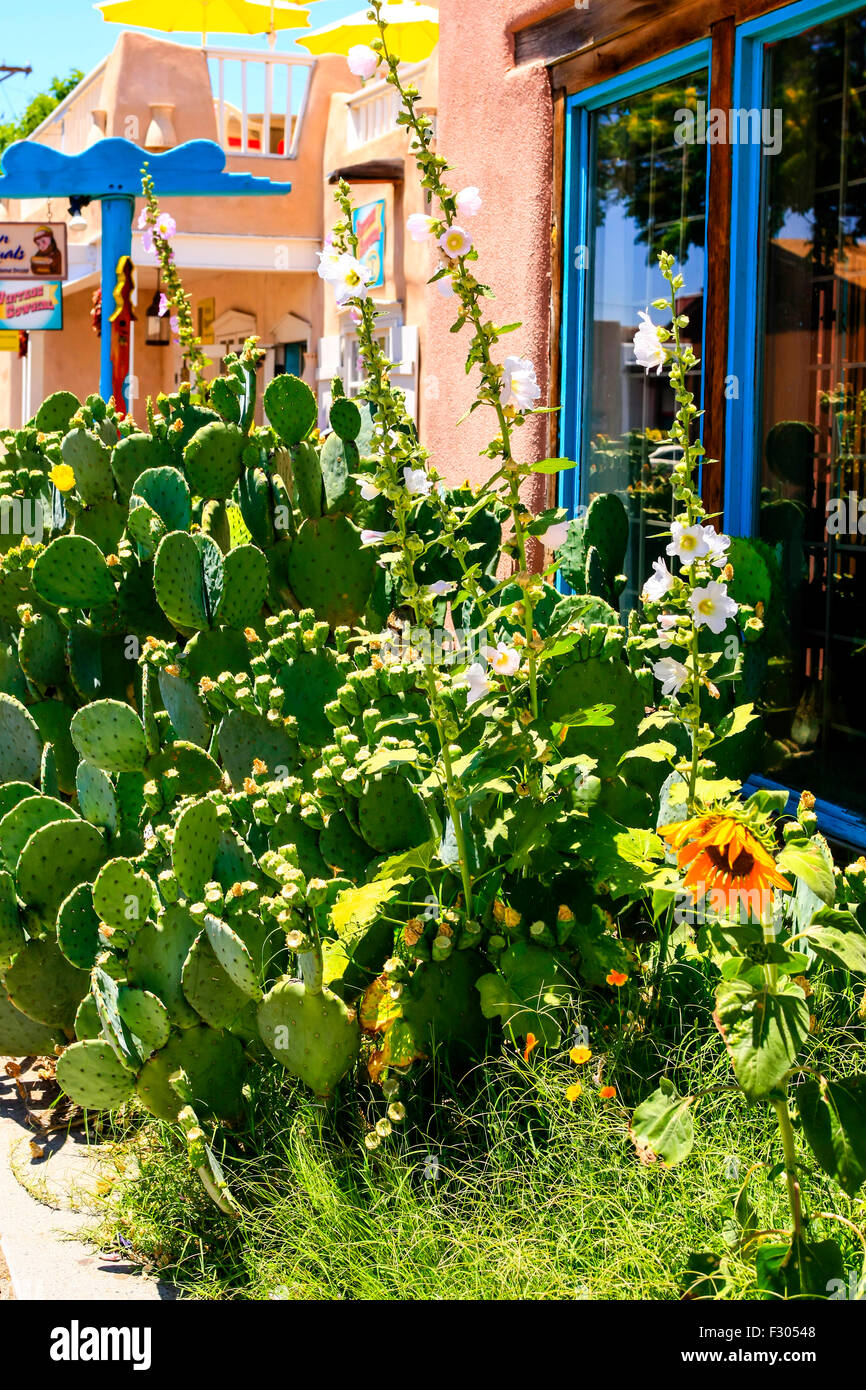 Cacti outside a store in the Old Town part of Albuquerque in New Mexico ...