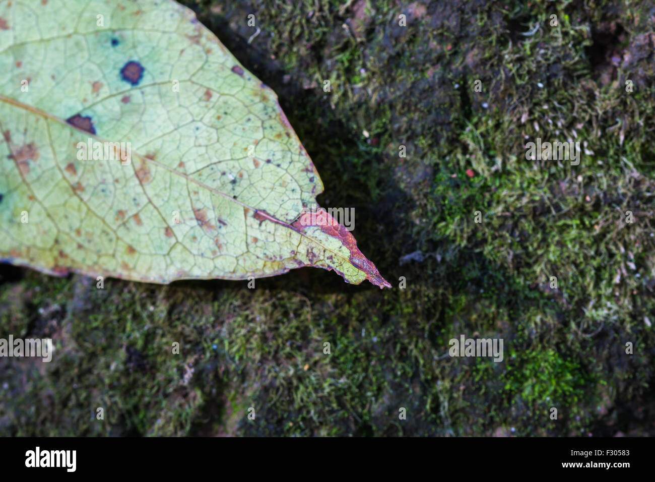 Dried leaf on forest ground Stock Photo - Alamy
