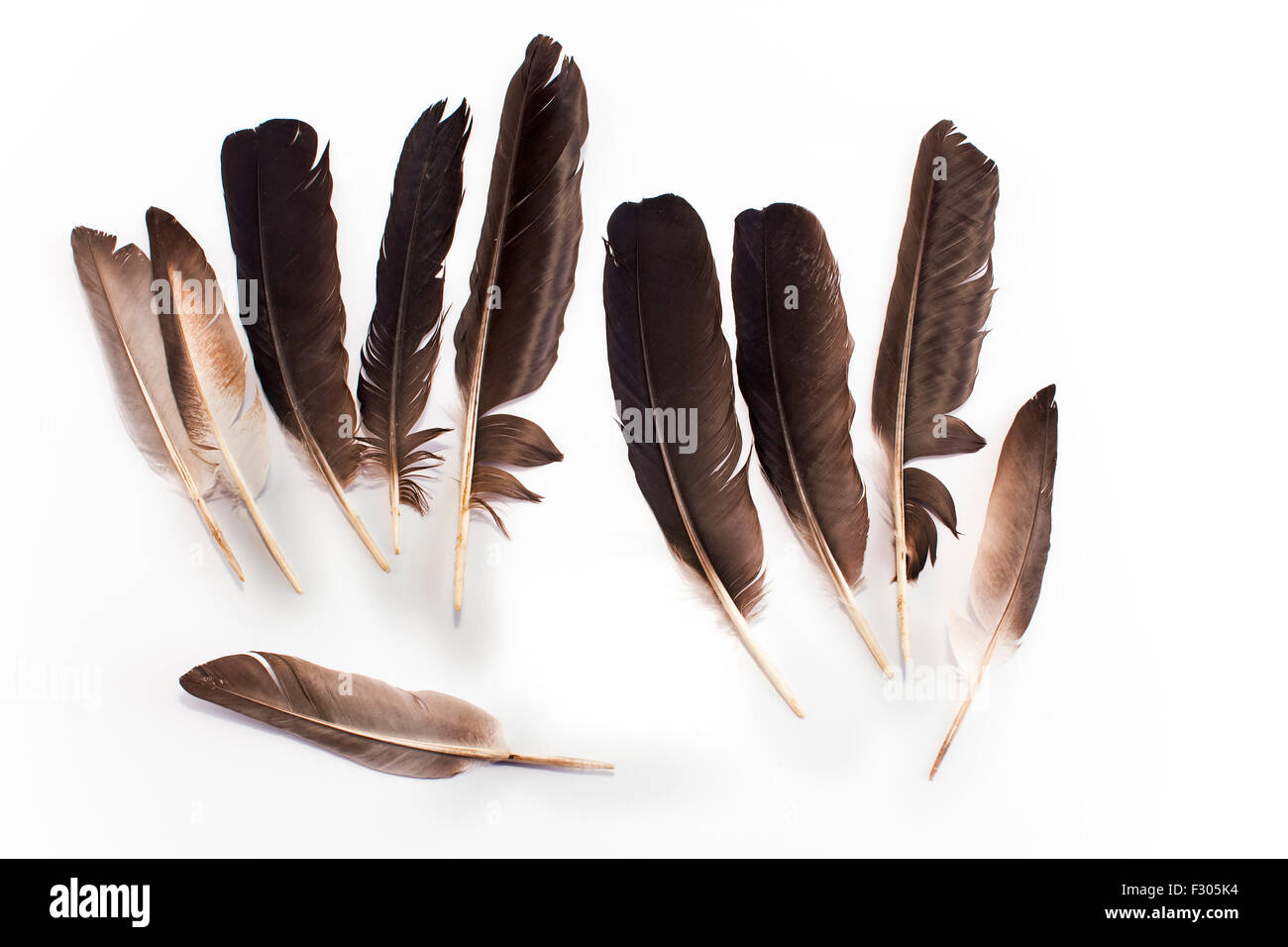 Pigeon feathers, isolated on white Stock Photo - Alamy