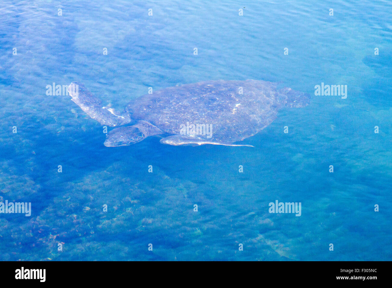 Turtle is swimming sea water hi-res stock photography and images - Alamy