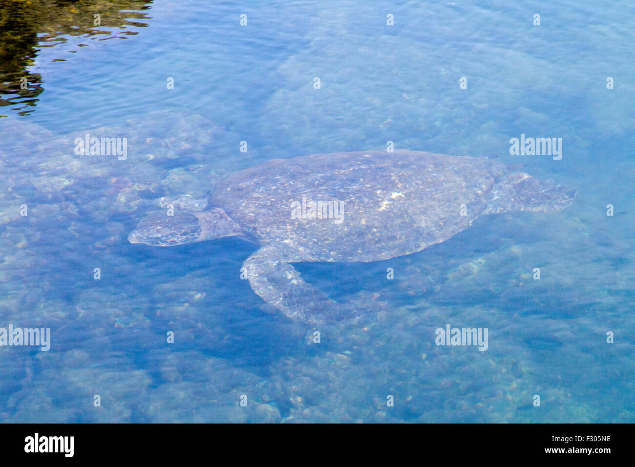 Green Sea Turtle, Los Tunneles (lava formations between mangroves and ...