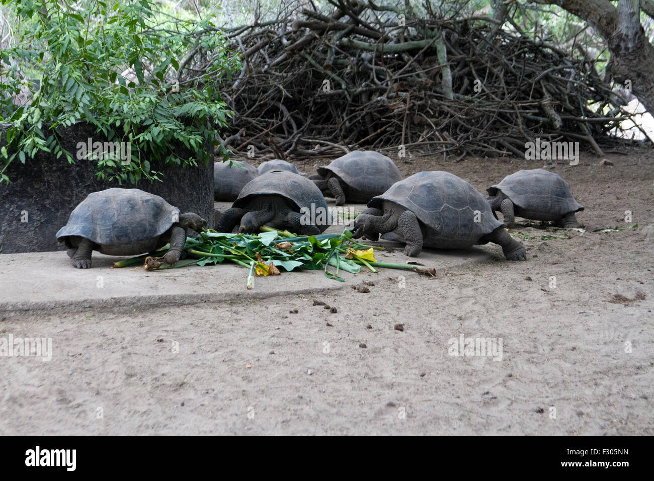 Giant Tortoises at Centro de Crianza de Tortugas Terrestres, Isabela ...