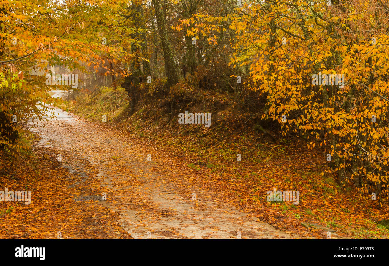 Beautiful autumn colors in Greece, in the region of Grevena Stock Photo ...