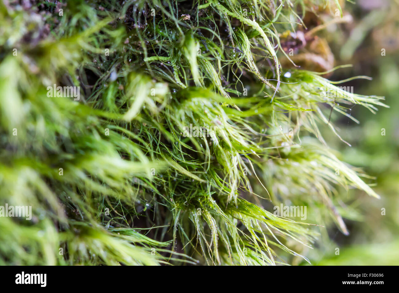 Small plant grow up on the tree in the forest Stock Photo - Alamy