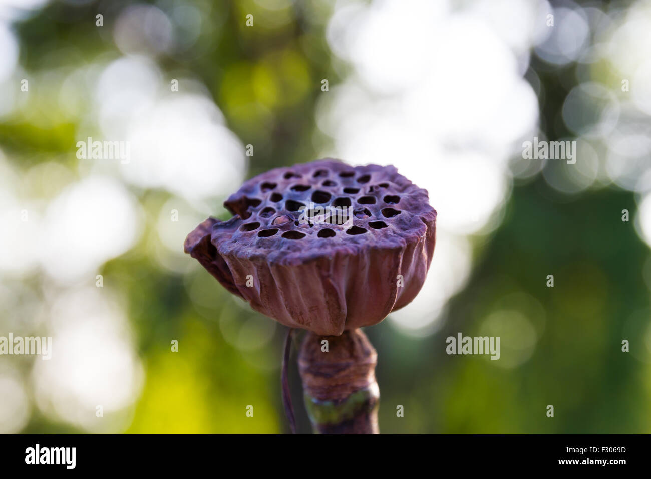 The close up of dead lotus Stock Photo - Alamy