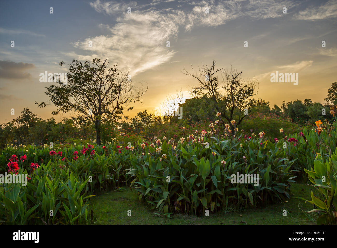 Evening garden with beautiful flower Stock Photo - Alamy