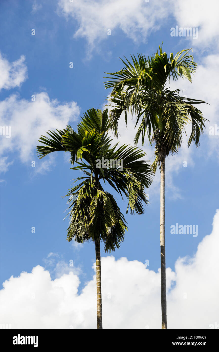 Coconut tree in blue sky with cloud background Stock Photo - Alamy
