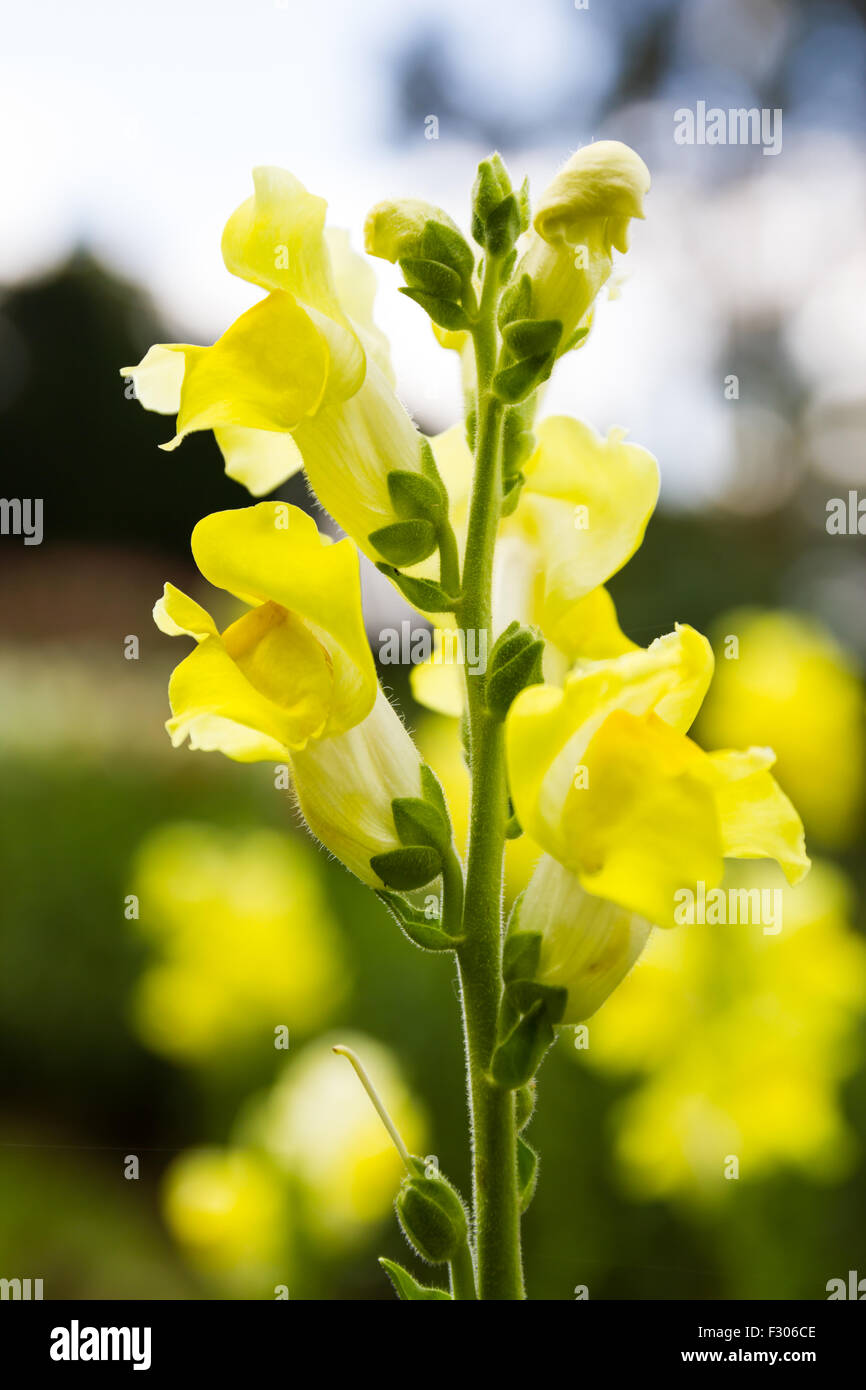 Yellow Snapdragon Bouquet
