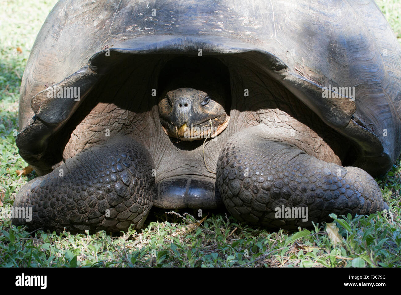 Giant Tortoise at El Rancho Manzanillo (Giant Tortoise Reserve ...