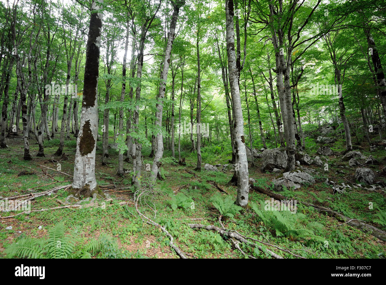 Beech (Fagus sylvatica) woods on the limestone slopes of the Blessed ...
