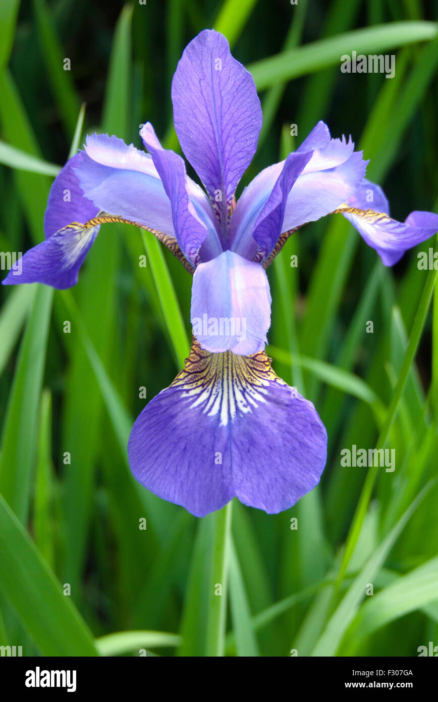 A single perfect purple Siberian Iris bloom in full frame vertical ...