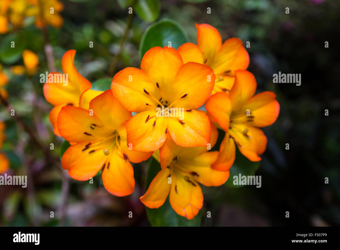 Beautiful orange flower at Mae Fah Luang Garden,locate on Doi Tung ...
