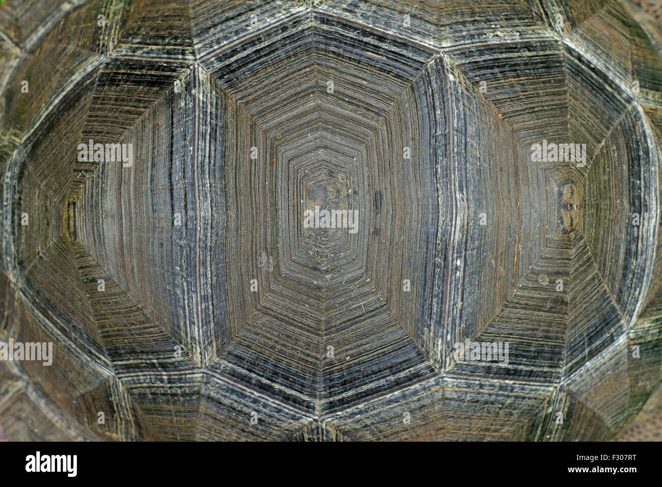 Tortoise shell texture hi-res stock photography and images - Alamy