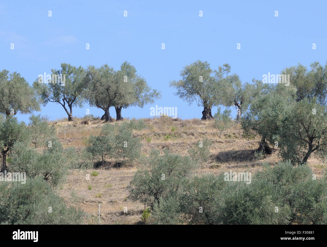 Olive trees grow on terraces, built during the communist era , on the ...