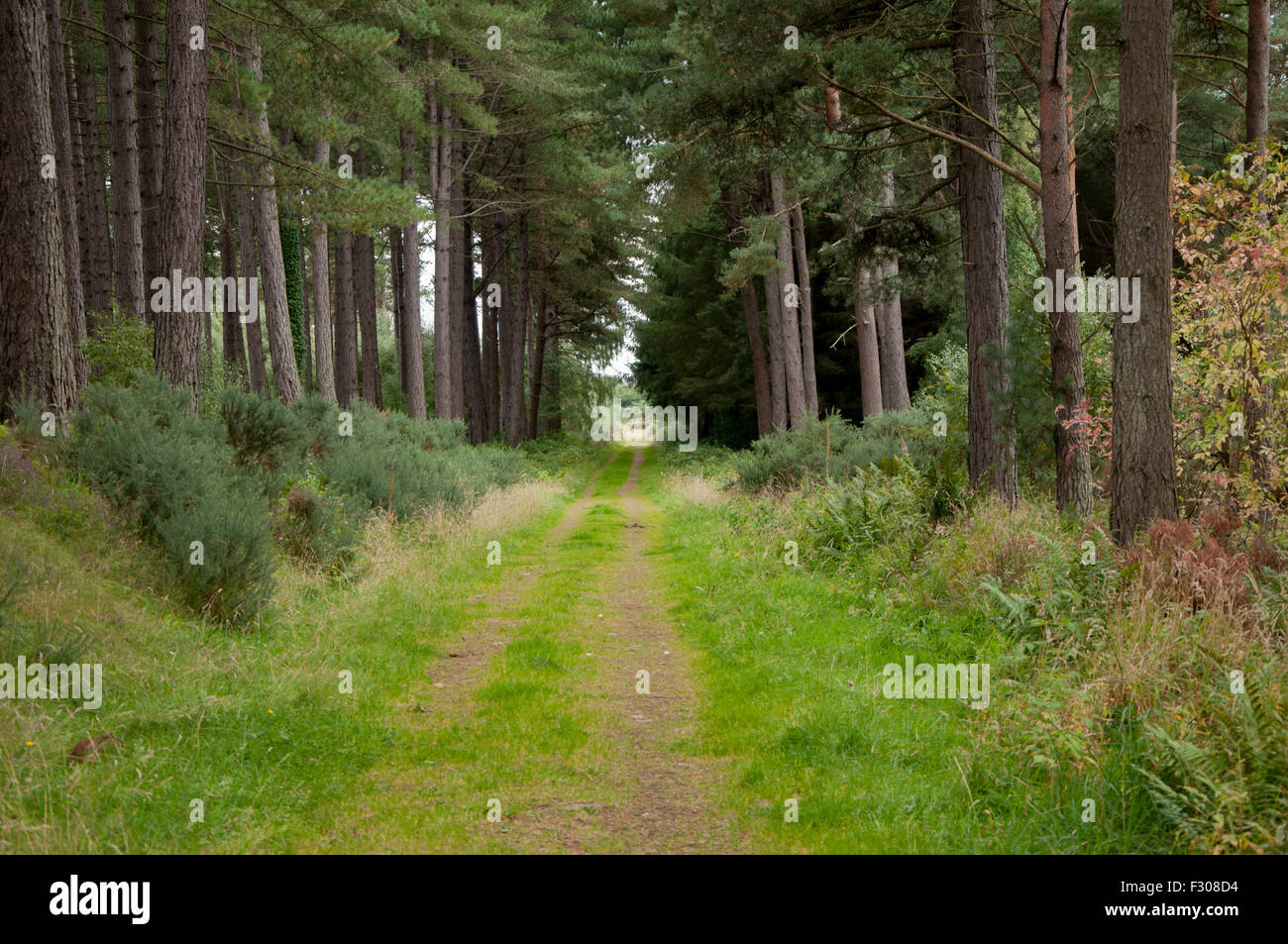 Lovely forest hi-res stock photography and images - Alamy