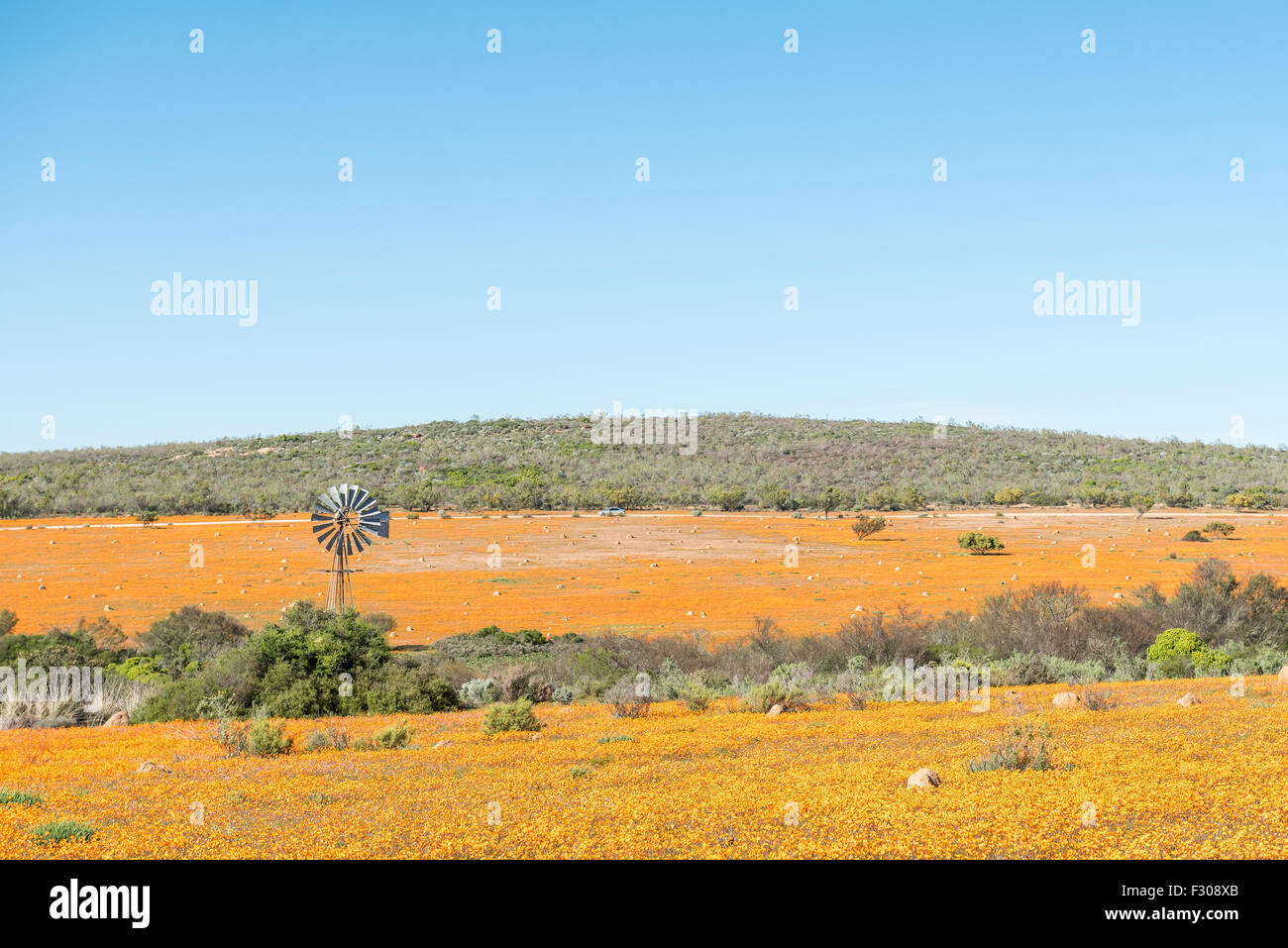 SKILPAD, SOUTH AFRICA - AUGUST 14, 2015: Large fields of indigenous ...