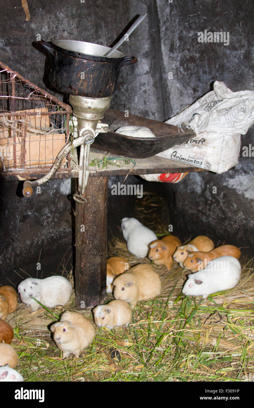 Indigenous ecuador hi-res stock photography and images - Alamy