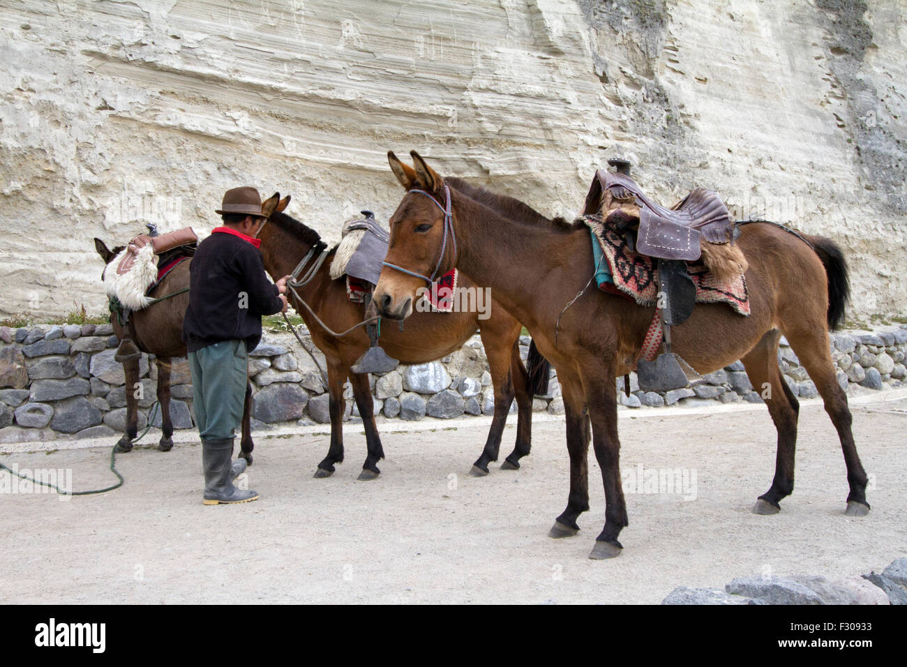 Pack animals at Laguna Quilotoa, volcanic-crater lake, Ecuador Stock ...