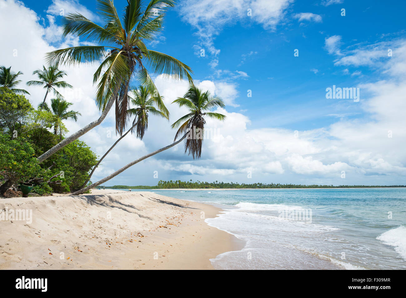 Empty palm fringed tropical beach on a remote island off the Nordeste ...