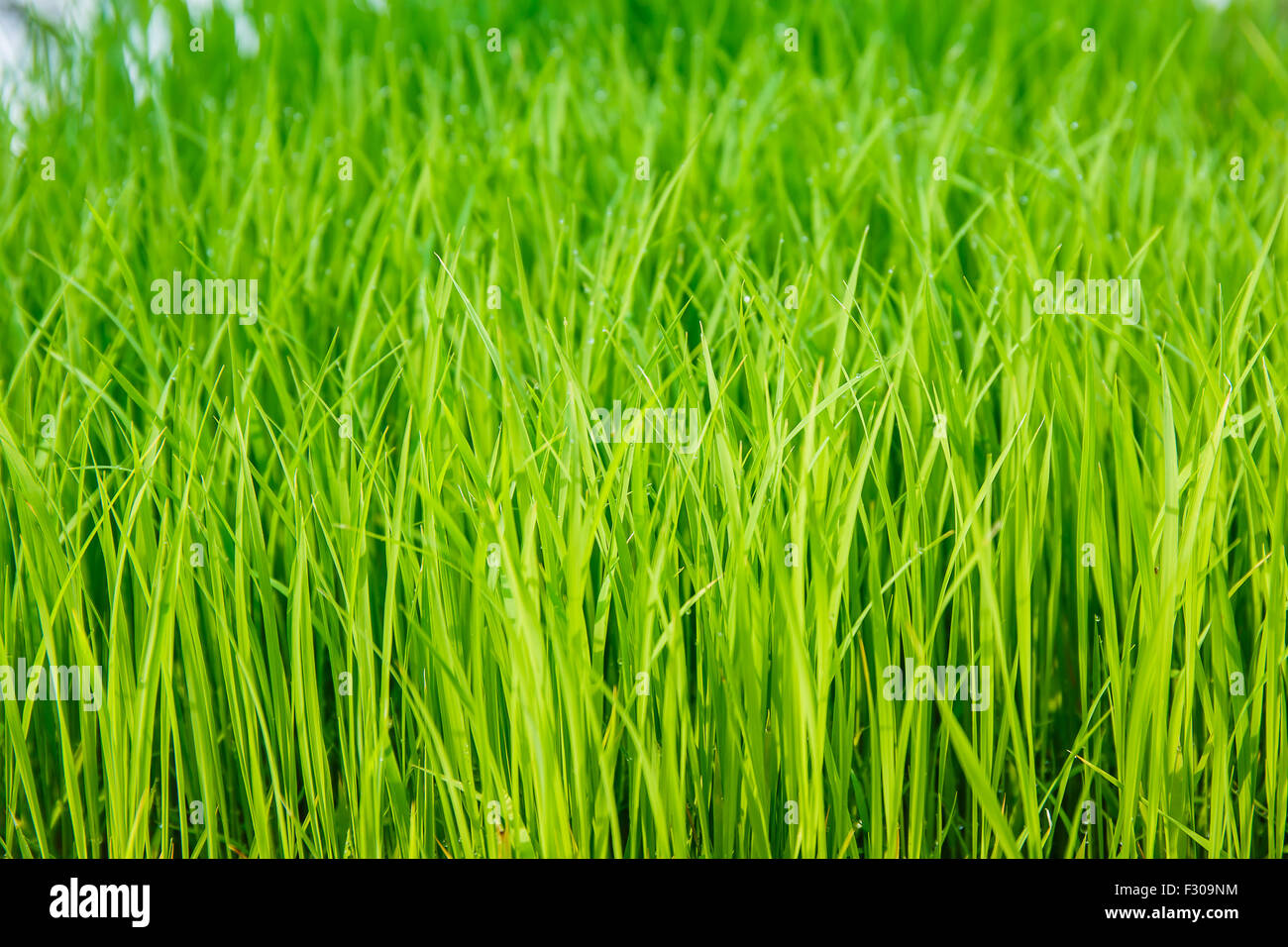Rice seedlings were grown to a spike Stock Photo - Alamy