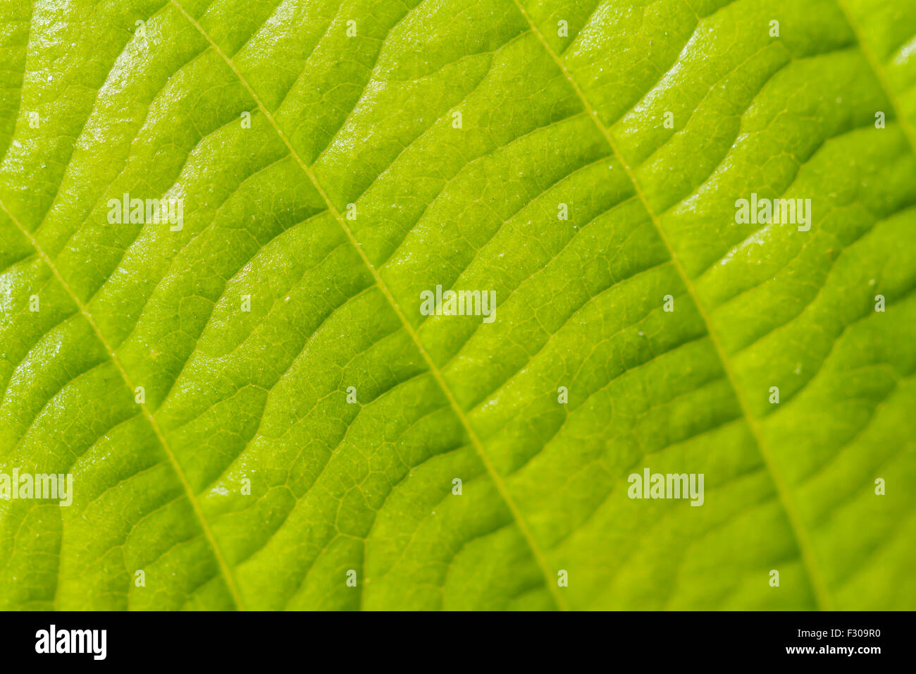 Green leaf background Stock Photo - Alamy
