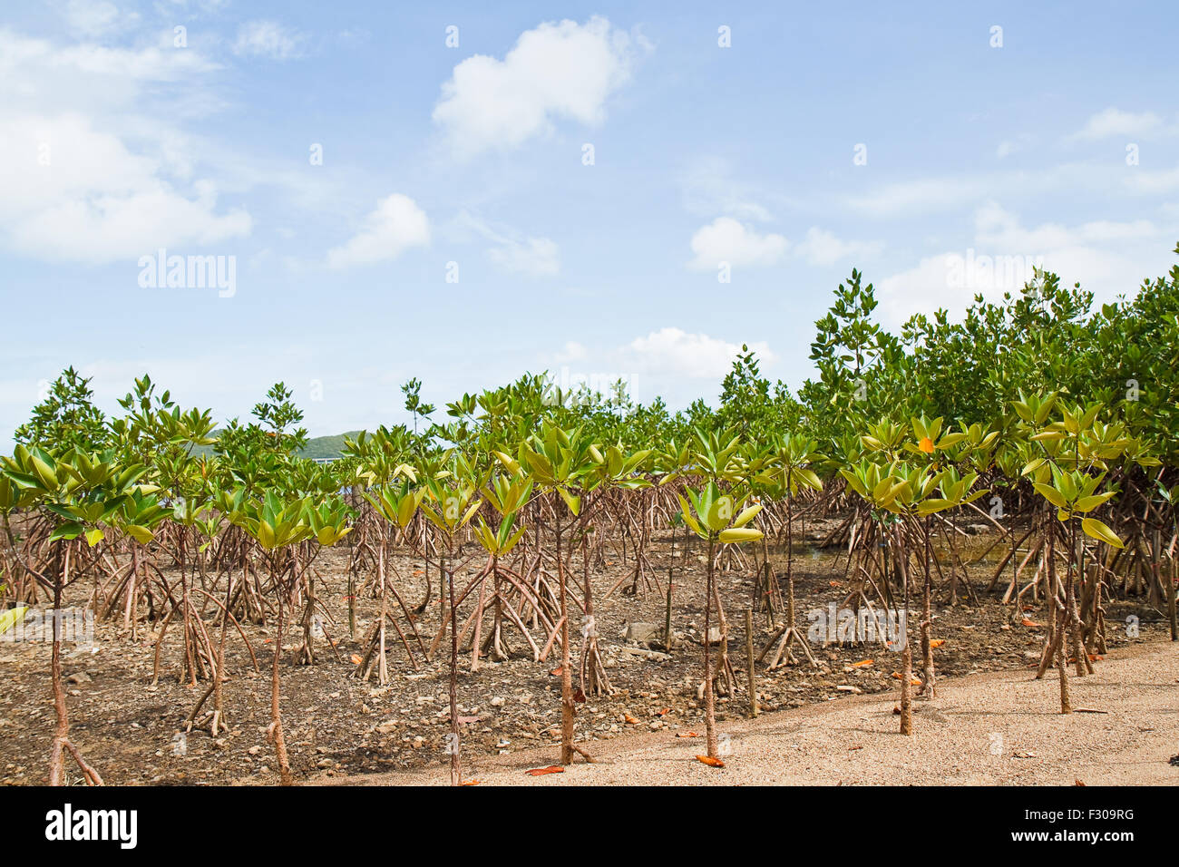 Kongkang hi-res stock photography and images - Alamy