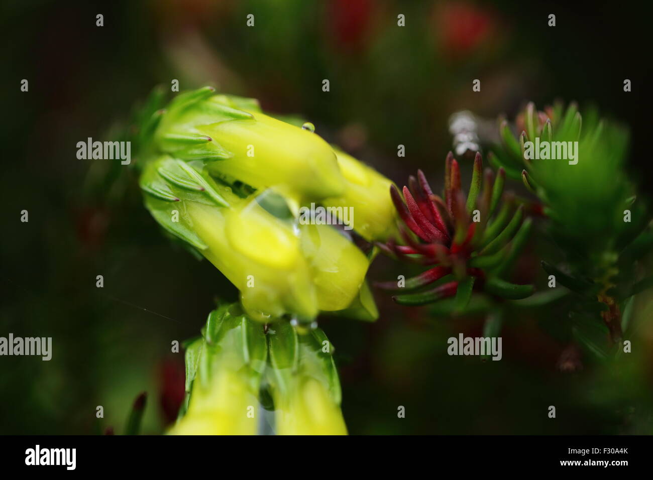 Erica nana (dwarf erica) in bloom on a rainy day Stock Photo - Alamy