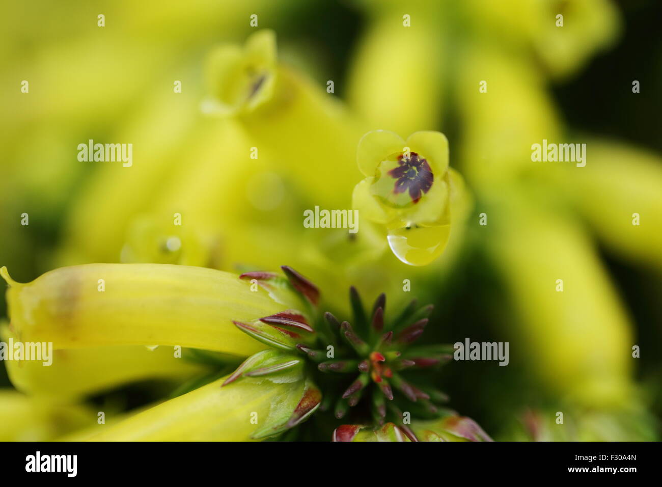 Dwarf heath hi-res stock photography and images - Alamy