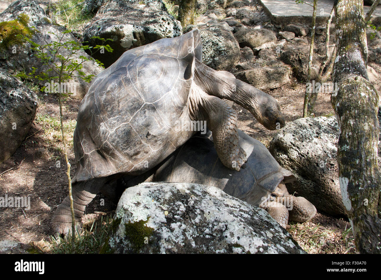 Giant tortoises mate hi-res stock photography and images - Alamy