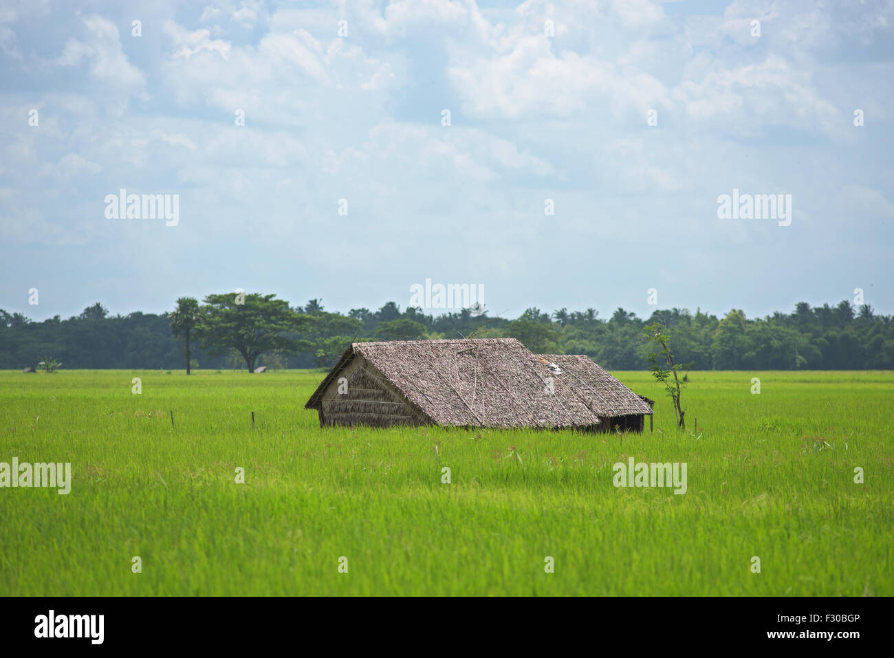 Farm house among rice fields in the Ayeyarwady Region of Myanmar Stock ...